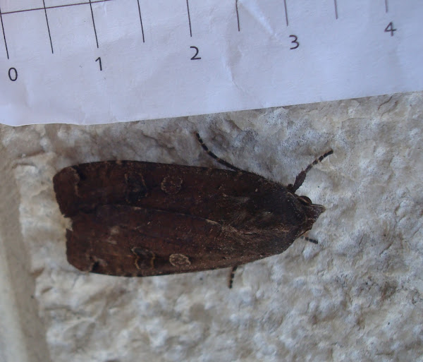 Large Yellow Underwing Moth ♂ | Project Noah