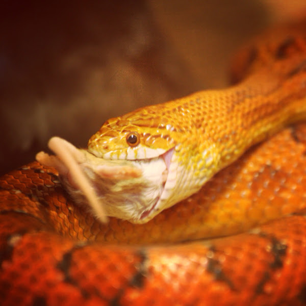 Corn snake | Project Noah
