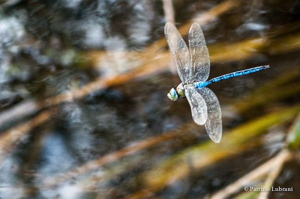 Dragonfly | Project Noah