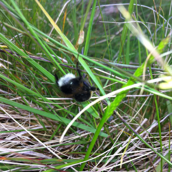 Buff-tailed Bumblebee | Project Noah