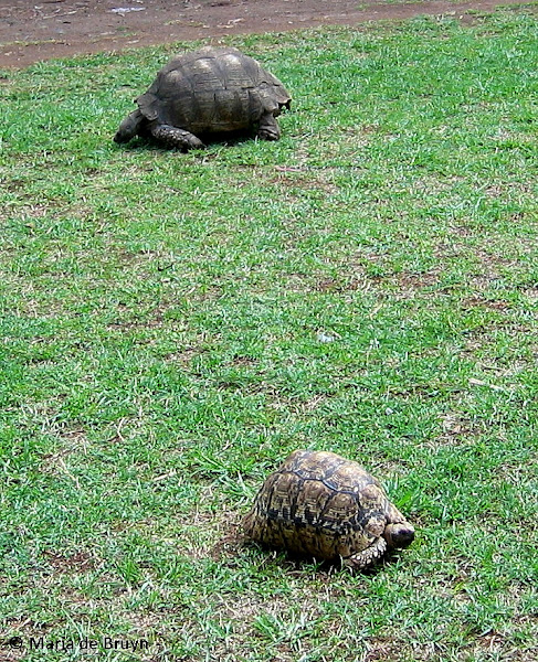 Leopard tortoise | Project Noah