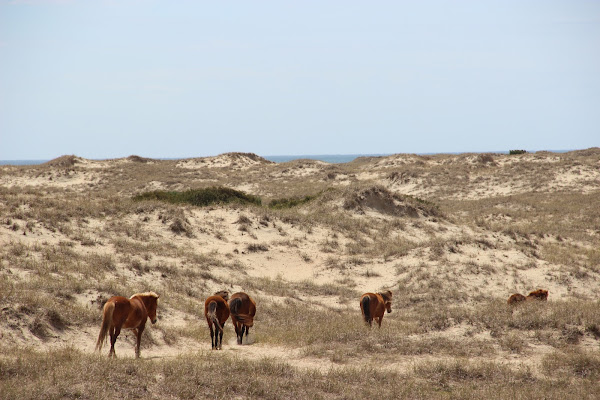 Banker Horses | Project Noah