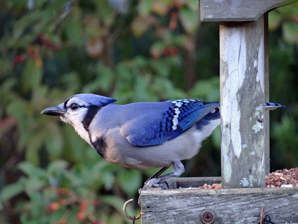 Blue Jay | Project Noah
