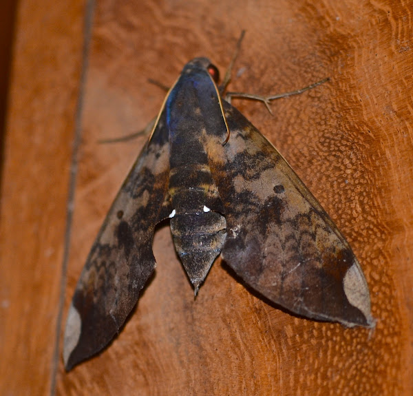 Fig Sphinx | Project Noah