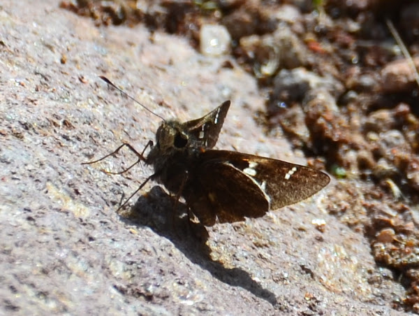 Skipper butterfly | Project Noah