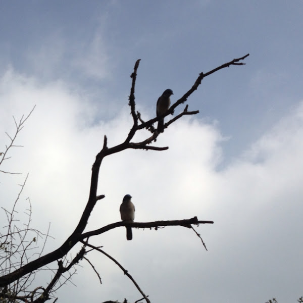 Mexican Jay | Project Noah