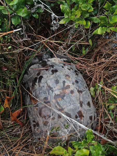 Gopher Tortoise | Project Noah