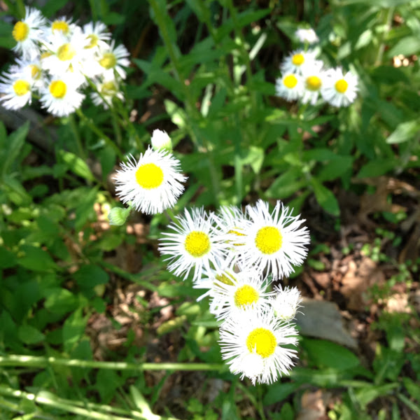 Eastern Daisy Fleabane | Project Noah