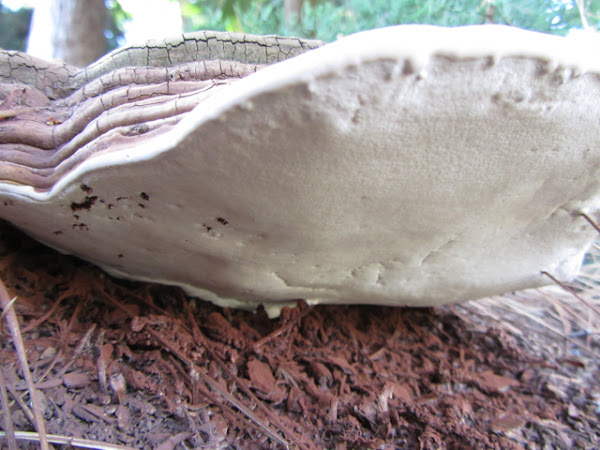 Phellinus igniarius | Project Noah