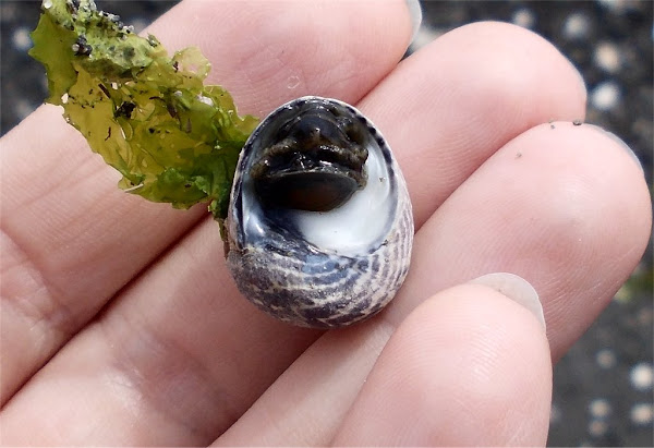 Mudflat top shell | Project Noah