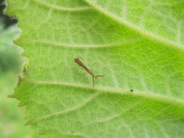 Thread-legged Assassin Bug | Project Noah