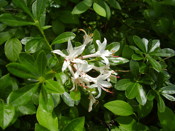 Swamp azalea | Project Noah