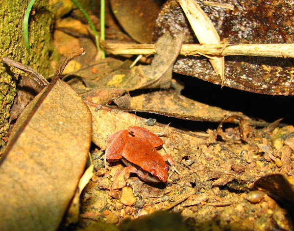 Narrow Mouthed Frog | Project Noah