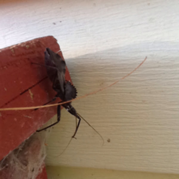 Wheel Bug | Project Noah