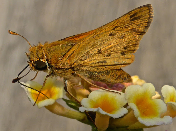 Fiery Skipper | Project Noah