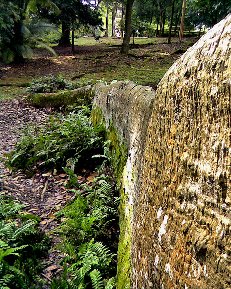 kapok or silk-cotton tree | Project Noah