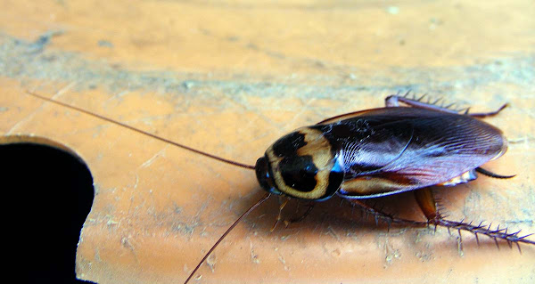 Australian Cockroach | Project Noah