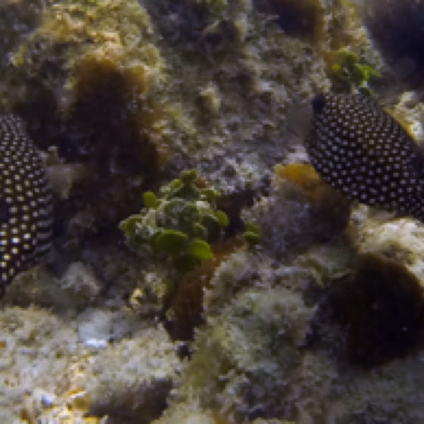 Spotted Boxfish | Project Noah