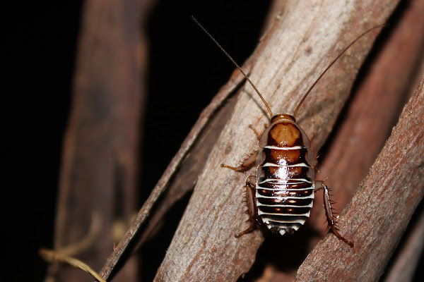 Cape Zebra Cockroach | Project Noah