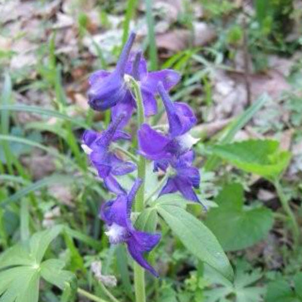 Dwarf Larkspur | Project Noah