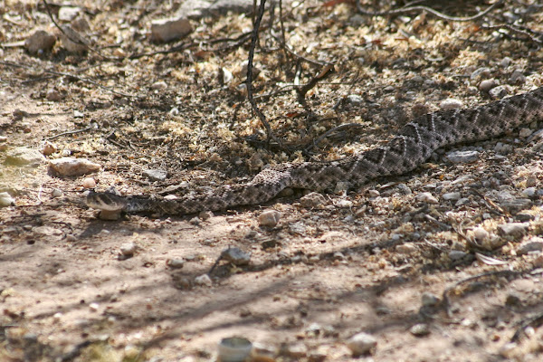Western Diamondback Rattlesnake | Project Noah