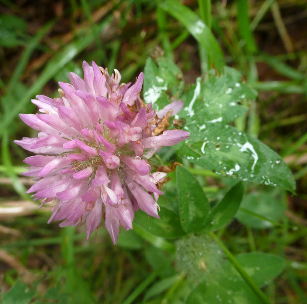Red Clover | Project Noah