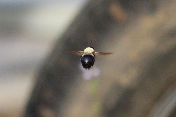 Eastern Carpenter Bee | Project Noah