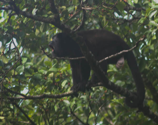 Howler Monkeys | Project Noah