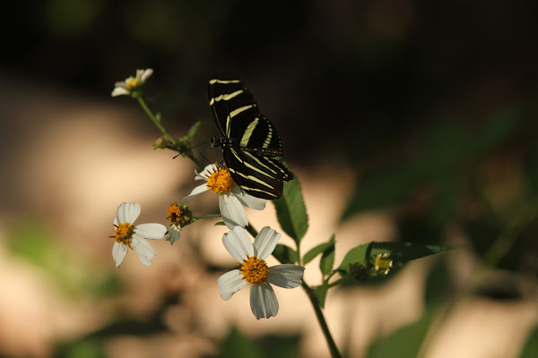 Zebra Longwings | Project Noah