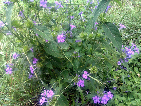 Philippine violet | Project Noah