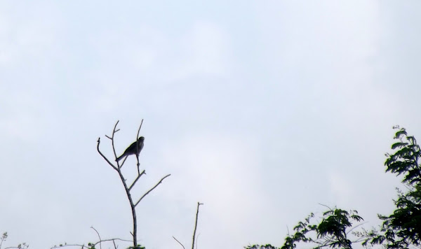 Roadside hawk? | Project Noah