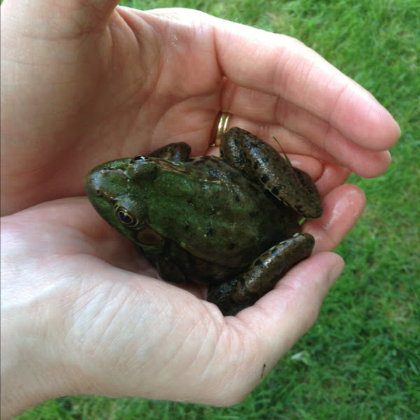 Green Frog | Project Noah