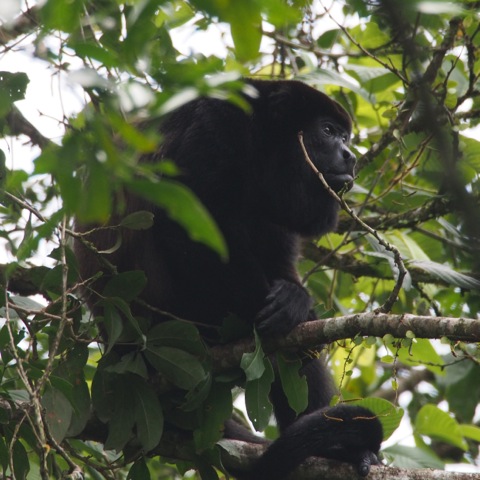 Howler Monkey | Project Noah