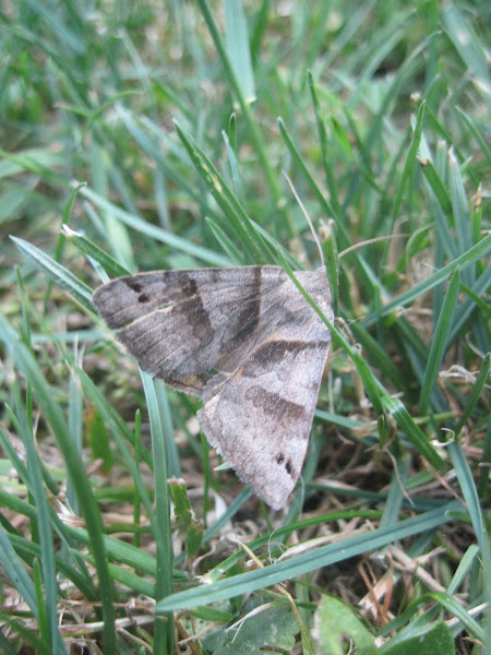 Forage Looper | Project Noah