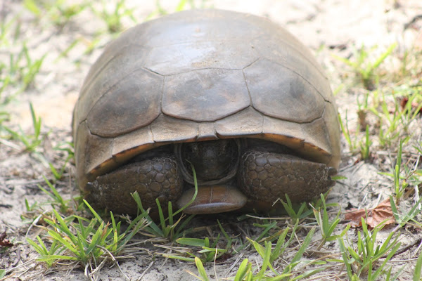 Gopher Tortoise | Project Noah