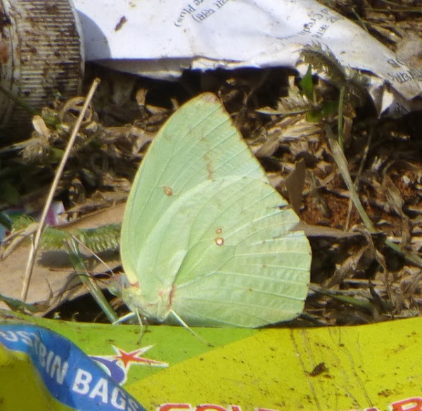 Oriental Lemon Emigrant | Project Noah