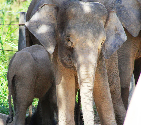Asian Elephant | Project Noah