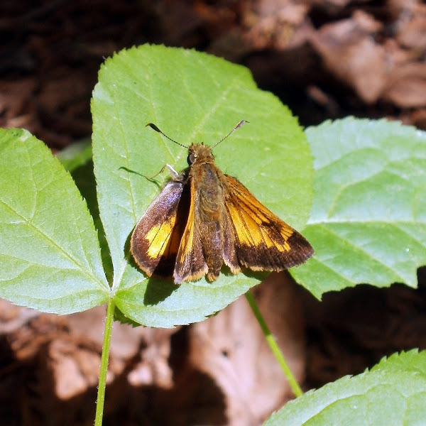 Hobomok Skipper | Project Noah
