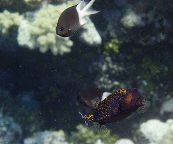 Spotted Boxfish | Project Noah