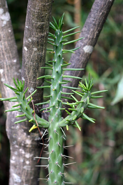 Cactus type plant | Project Noah