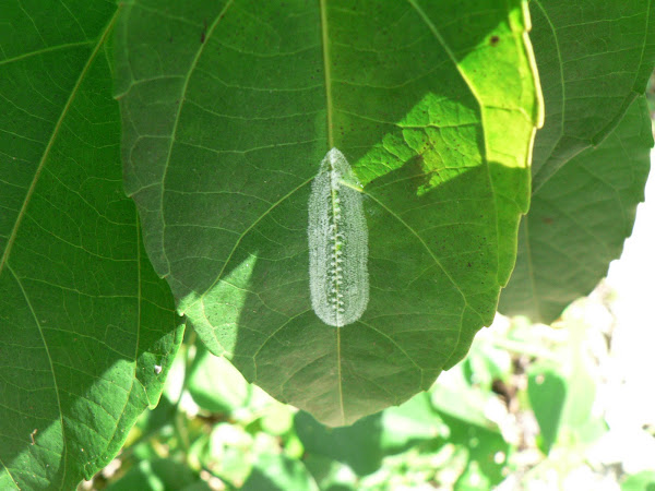 Insect Eggs | Project Noah