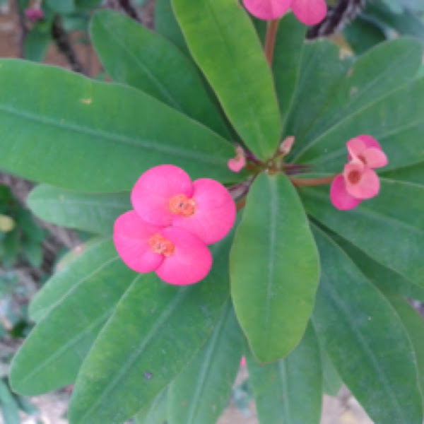 Crown of Thorns Plant | Project Noah