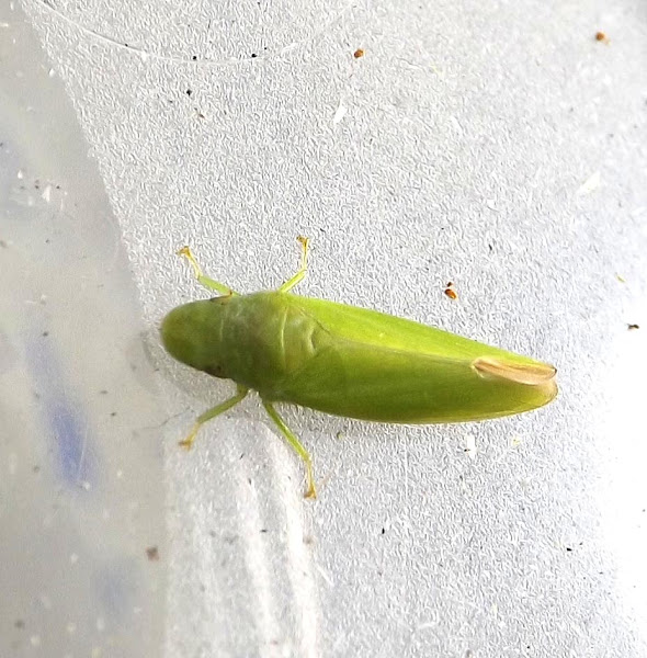 Green Duck-billed Leafhopper | Project Noah