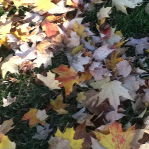 Sugar maple | Project Noah