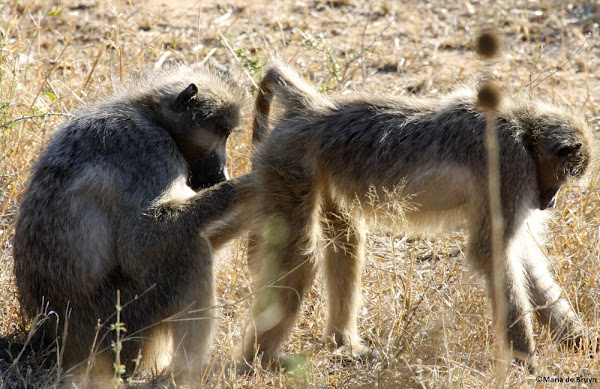 Olive baboon | Project Noah