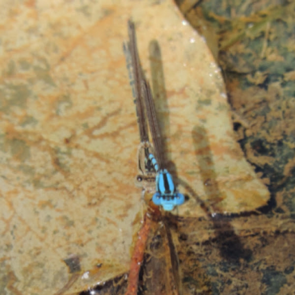 Aztec Dancer pair | Project Noah