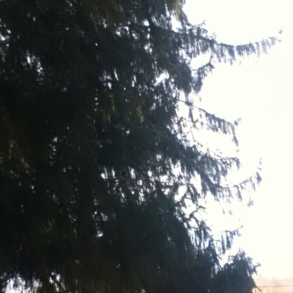 Pine tree | Project Noah