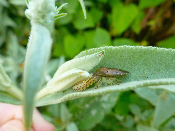 Predatory Stink Bug feeding on a Larva | Project Noah