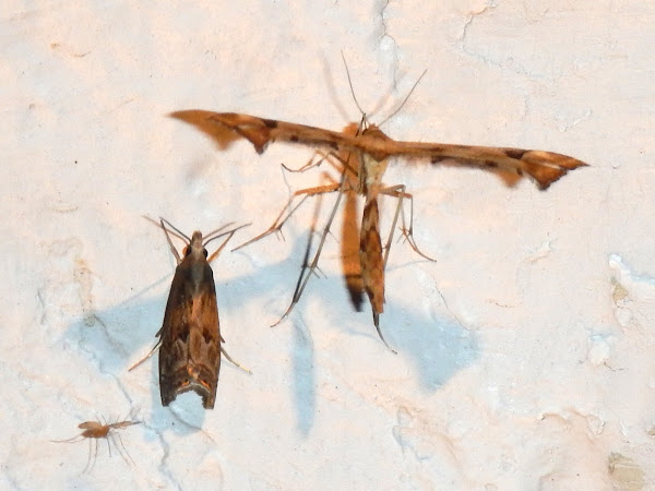 Plume moth | Project Noah