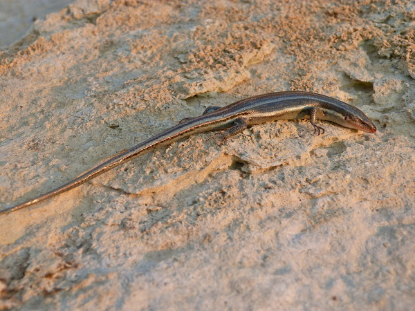 Five-lined skink | Project Noah
